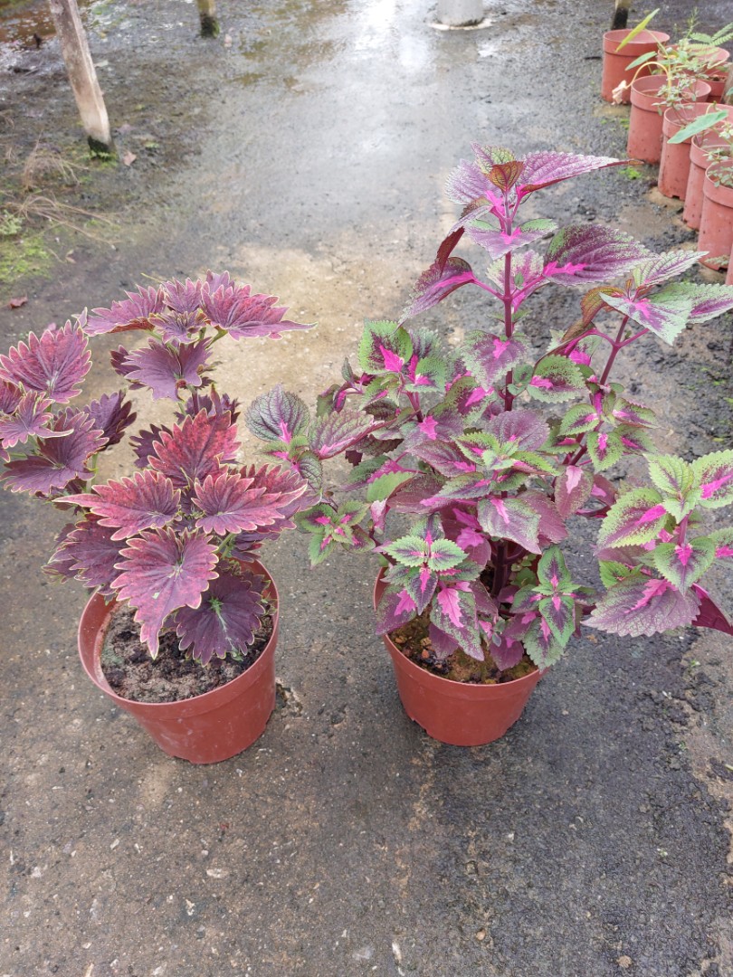 Coleus Bundle (Set of 2), Furniture & Home Living, Gardening, Plants ...