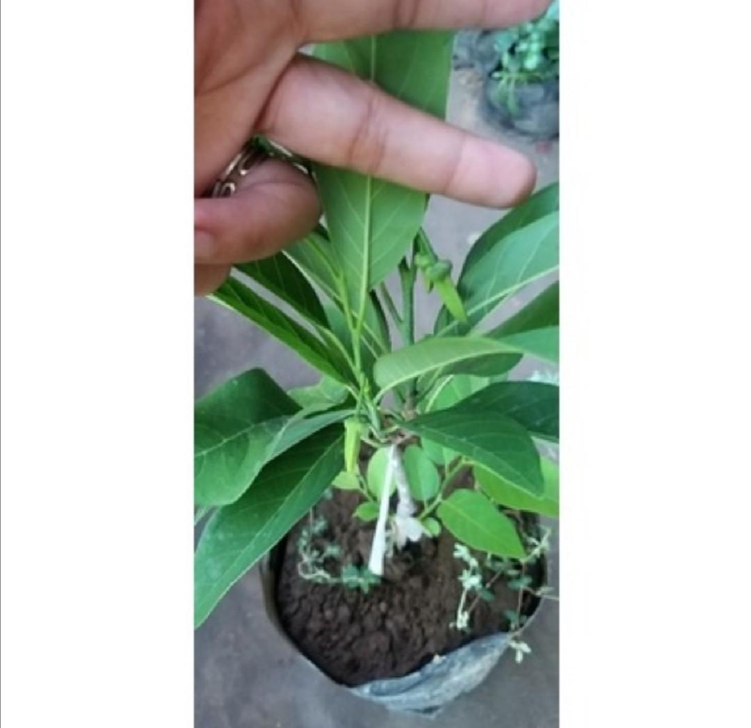 Grafted Seedless Atis live Plant nearly fruiting, Furniture & Home ...