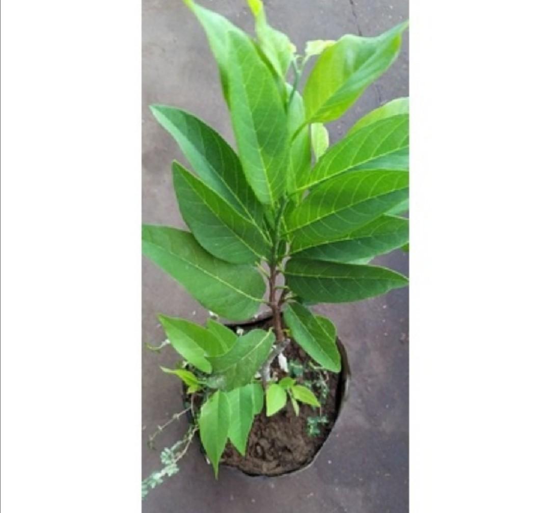 Grafted Seedless Atis live Plant nearly fruiting, Furniture & Home ...