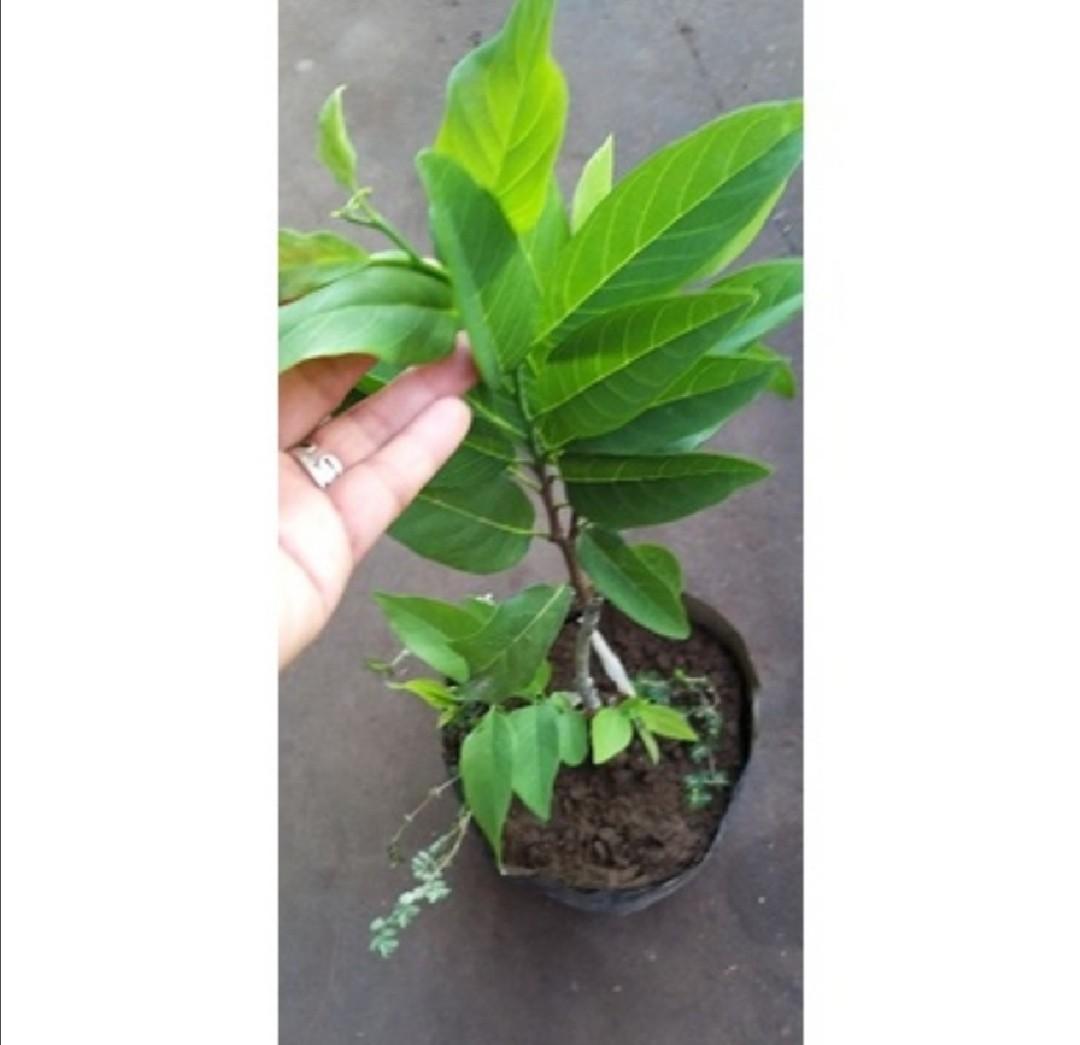 Grafted Seedless Atis live Plant nearly fruiting, Furniture & Home ...