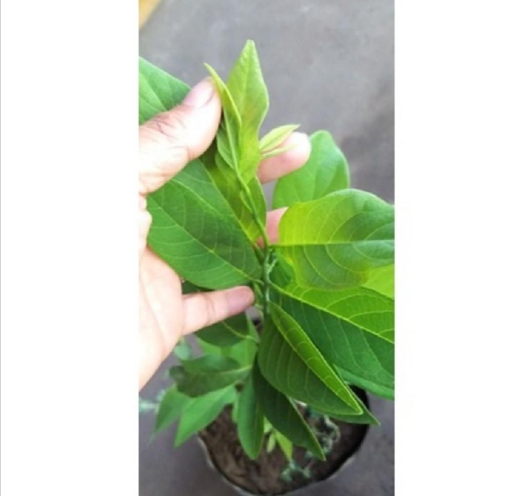 Grafted Seedless Atis live Plant nearly fruiting, Furniture & Home ...