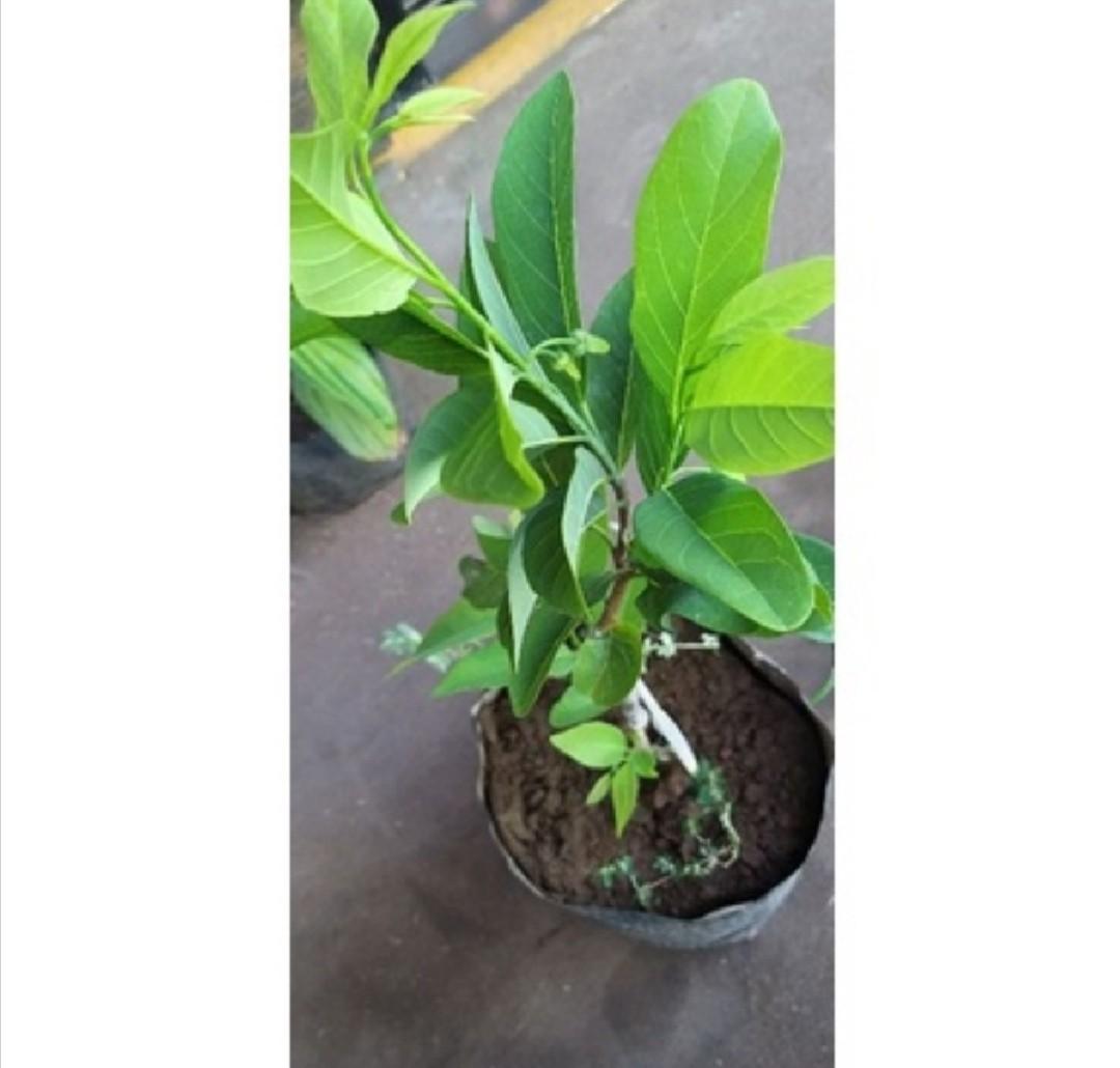 Grafted Seedless Atis live Plant nearly fruiting, Furniture & Home ...