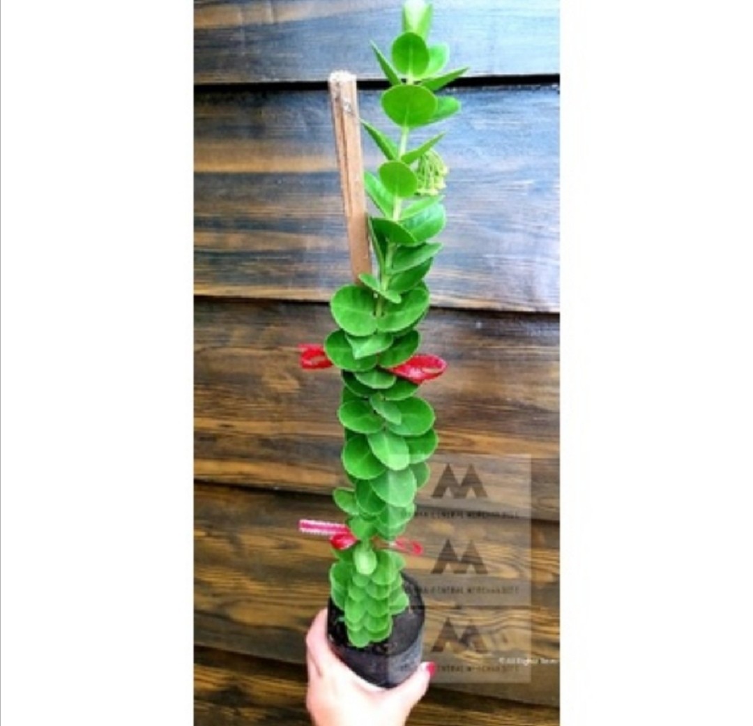 Hoya Millionaire's Plant/ Hoya Cuminigiana, Furniture & Home Living ...