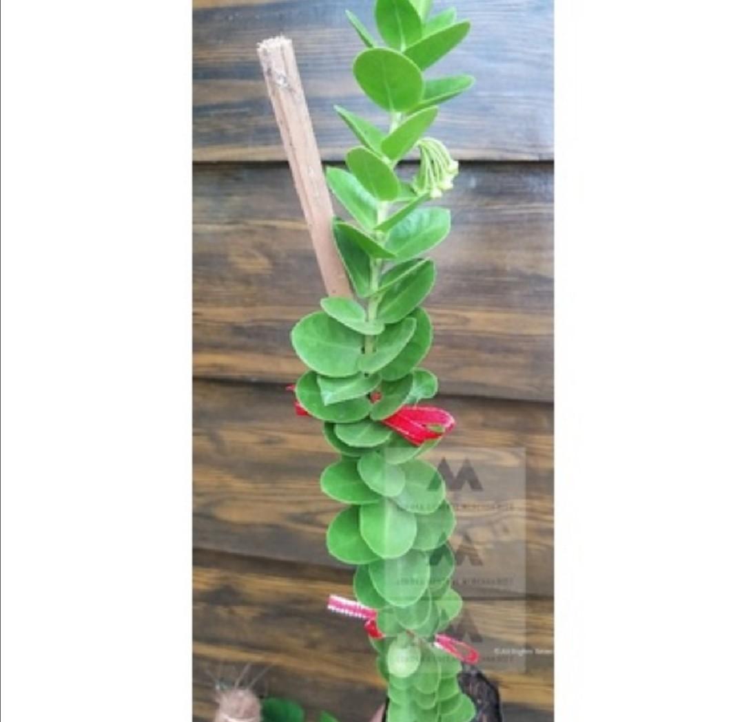 Hoya Millionaire's Plant/ Hoya Cuminigiana, Furniture & Home Living ...