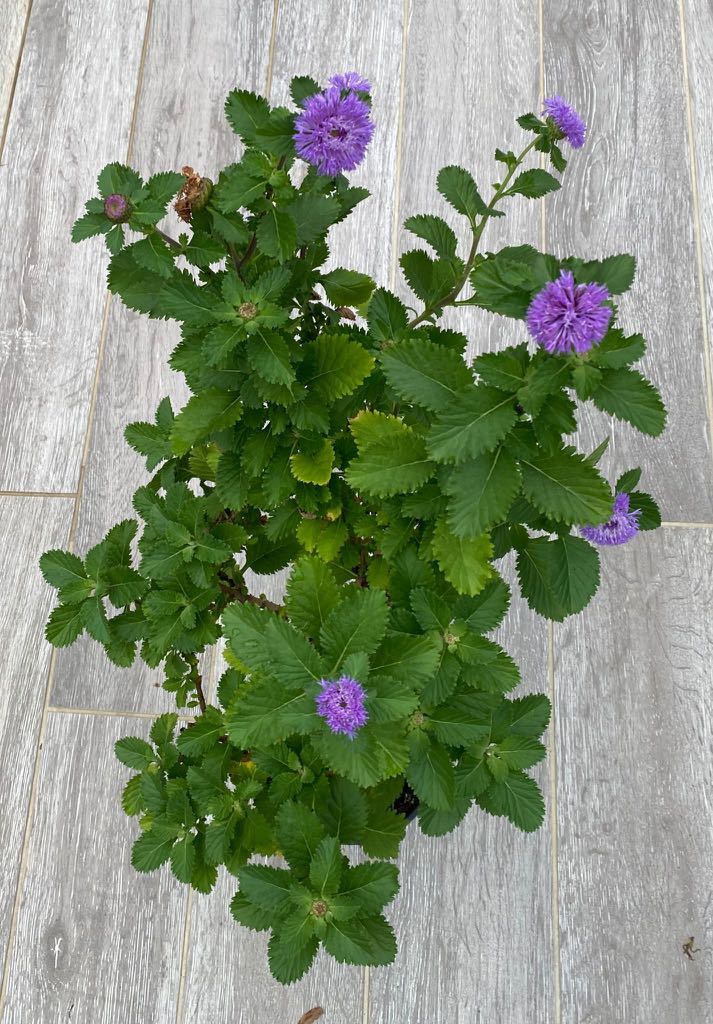 Lark Daisy, Furniture & Home Living, Gardening, Plants & Seeds on Carousell