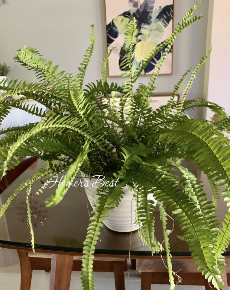 Lush and healthy boston Fern potted, Furniture & Home Living, Gardening ...