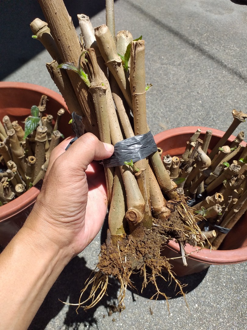 Madre de Agua Rooting and Budding 20pcs per Bundle, Furniture & Home ...