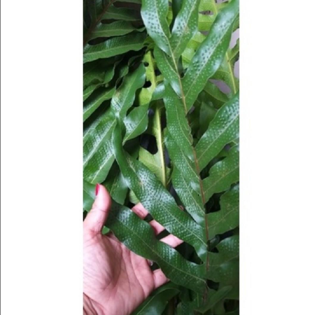 Oak Leaf Fern/ Drynaria Feen Live Plant, Furniture & Home Living ...