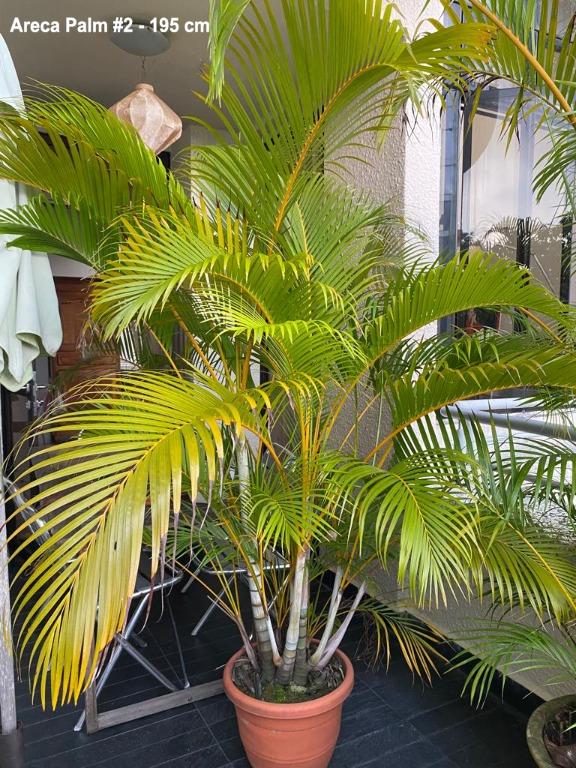 Yellow Palm -195 cm, Furniture & Home Living, Gardening, Plants & Seeds ...