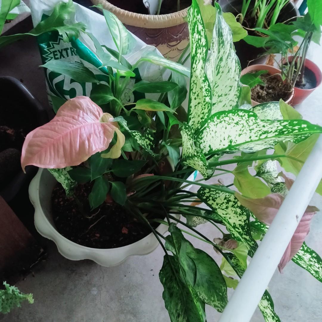 Pokok dan pasu bunga, Furniture & Home Living, Gardening, Plants ...