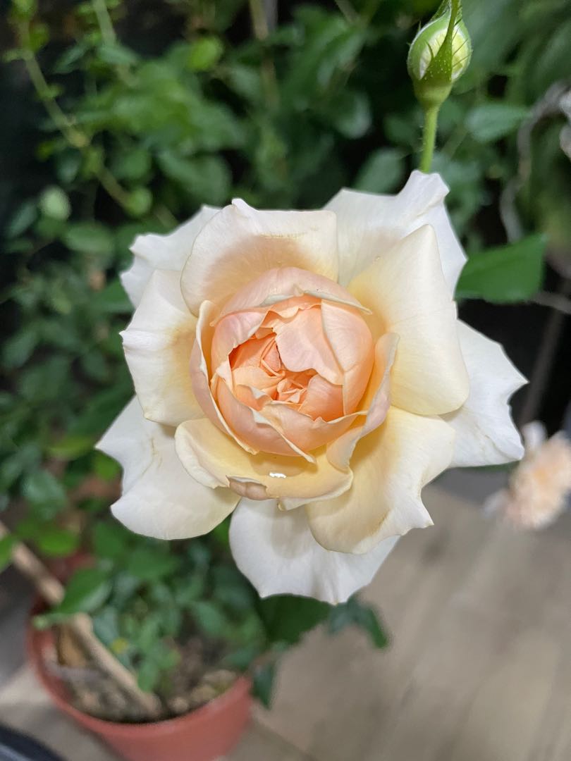 Rose Masora, Furniture & Home Living, Gardening, Plants & Seeds on ...