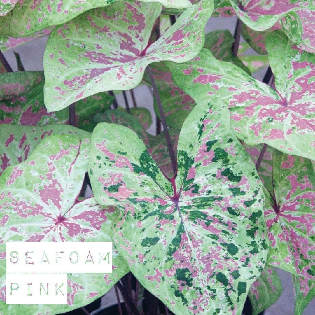 Caladium Bulbs (small) - Seafoam Pink - Tiki Torch - Miss Muffet ...