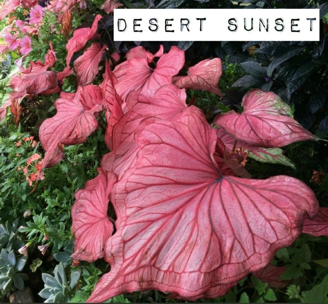 Caladium Bulbs (small) - Seafoam Pink - Tiki Torch - Miss Muffet ...