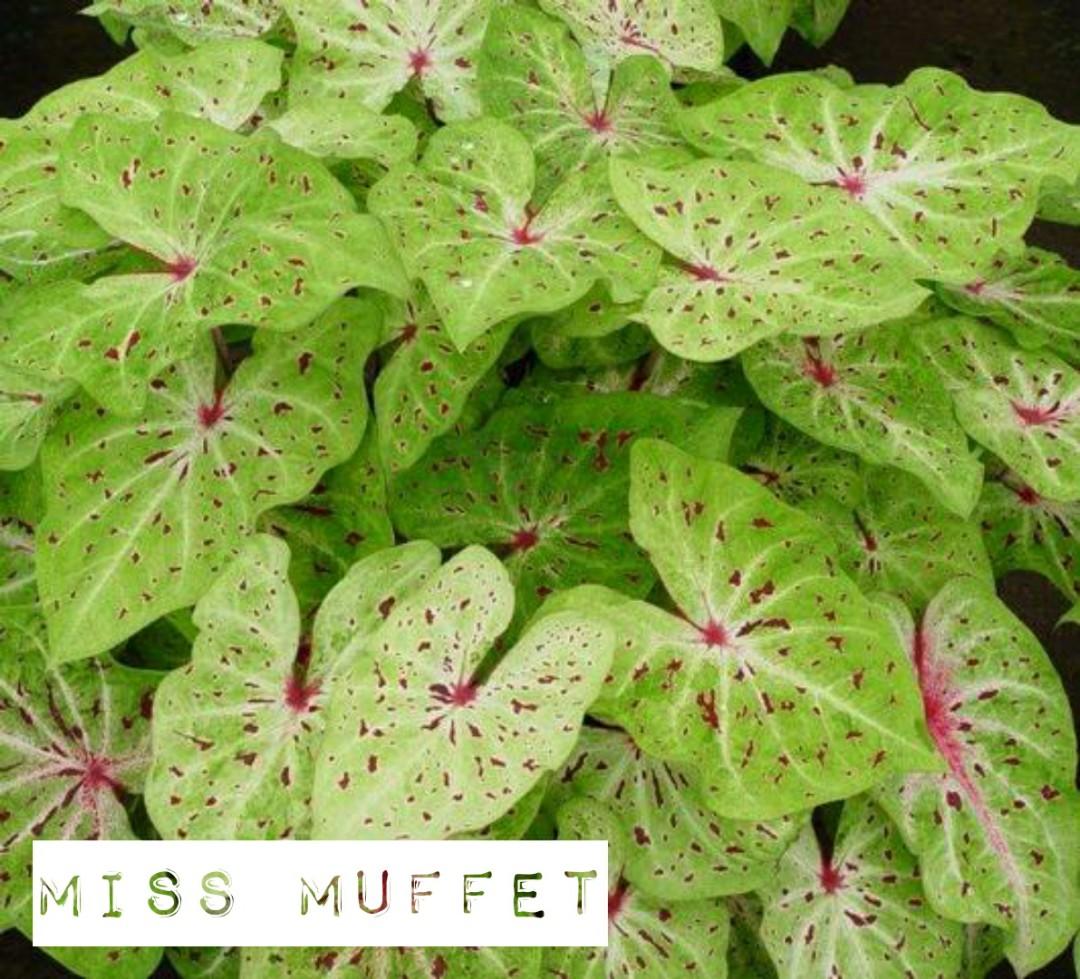 Caladium Bulbs (small) - Seafoam Pink - Tiki Torch - Miss Muffet ...