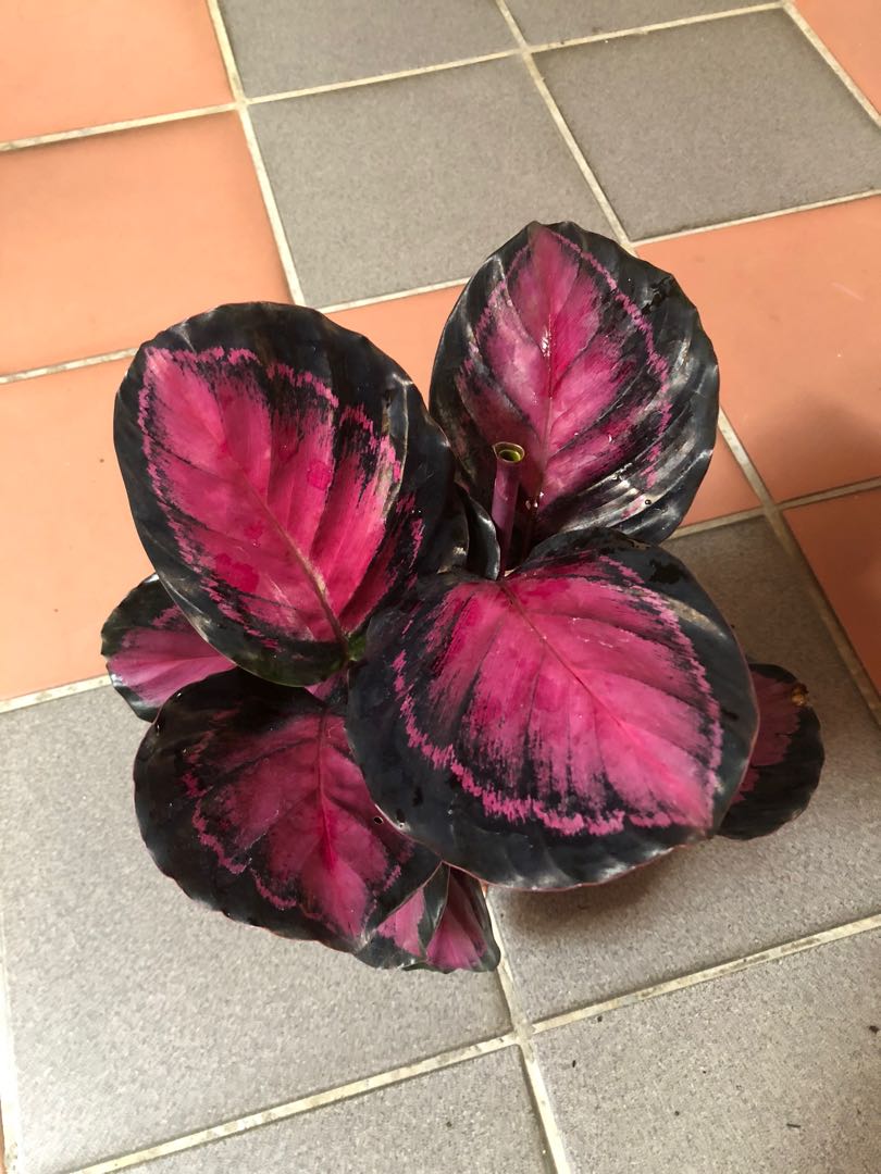 Calathea Super Red, Furniture & Home Living, Gardening, Plants & Seeds ...