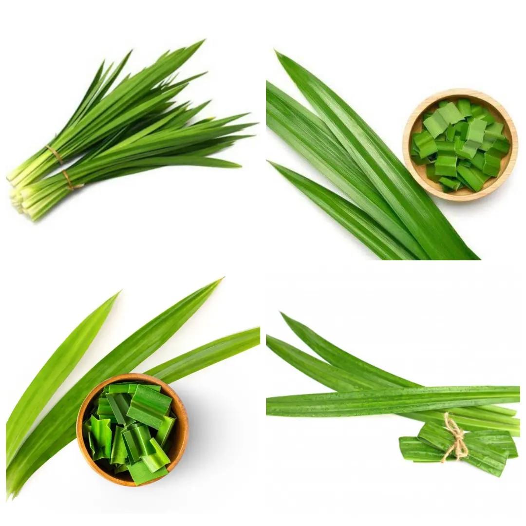 Daun Pandan Wangi Organik satuan dan satu ikat isi 10 lembar obat ...