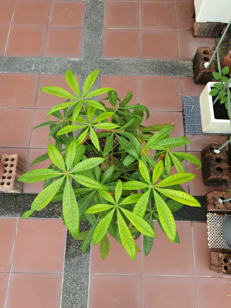 Fa Cai Shu Prosperity Plant Furniture Home Living Gardening Fa Cai Shu Prosperity Plant Furniture Home Living Gardening