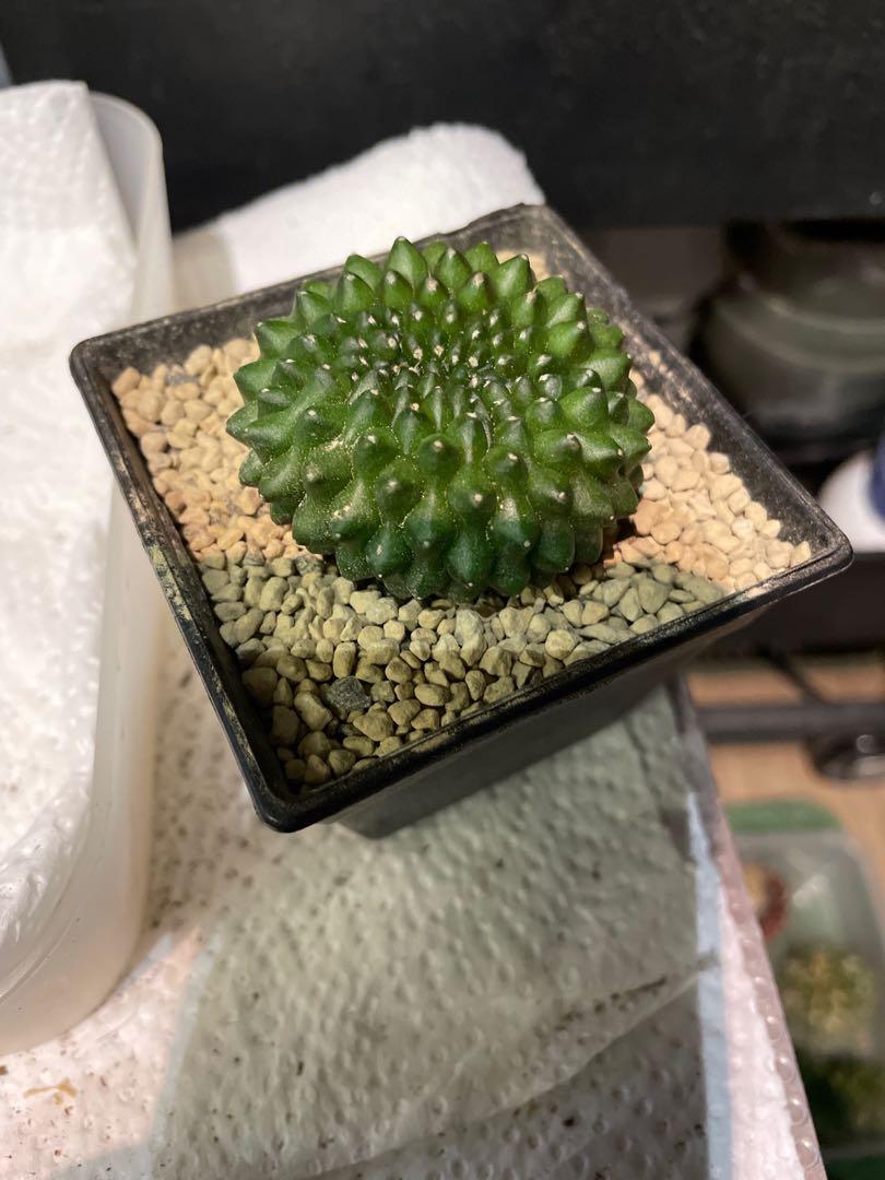 Gymnocalycium Cristata Inermis, Furniture & Home Living, Gardening ...