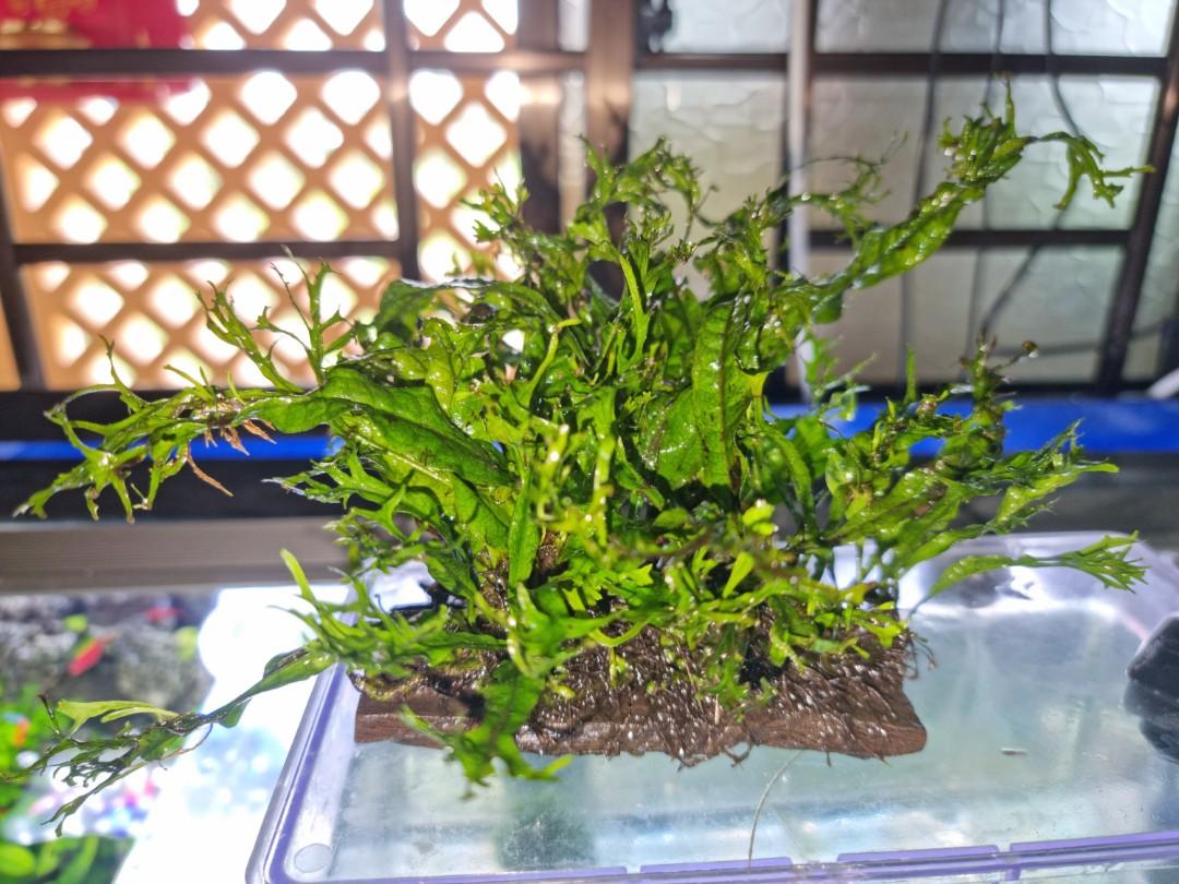 Java Fern Windelov on wood + Amazon swords 4 rhizome, Furniture & Home ...