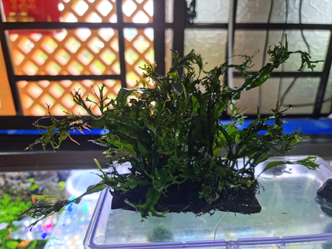 Java Fern Windelov on wood + Amazon swords 4 rhizome, Furniture & Home ...