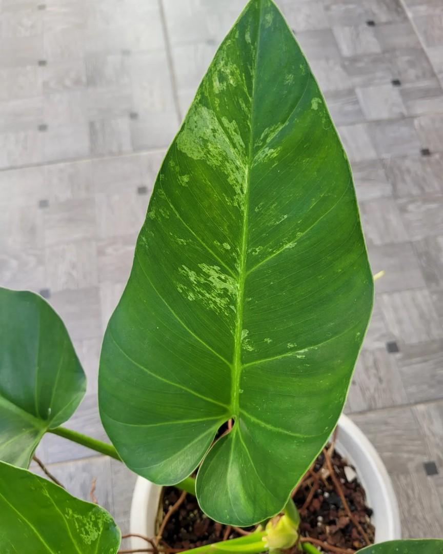 Tanaman philo giganteum marble varigata, Perkebunan di Carousell