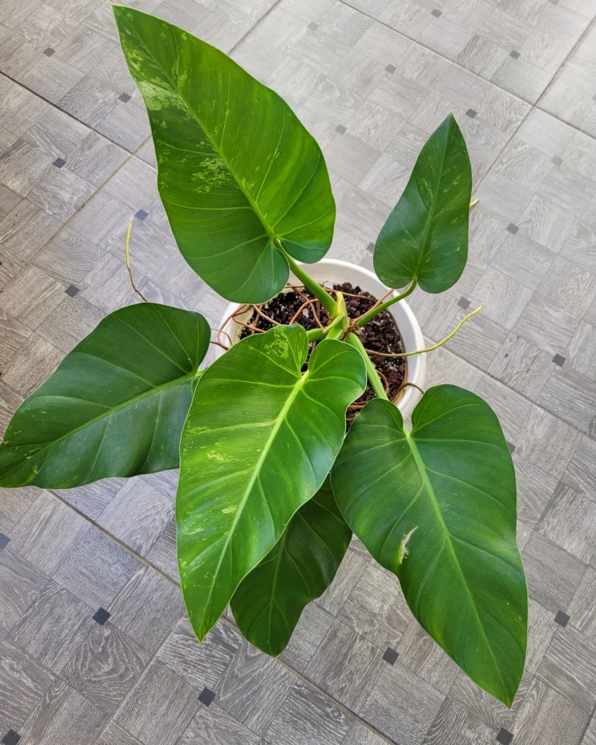 Tanaman philo giganteum marble varigata, Perkebunan di Carousell