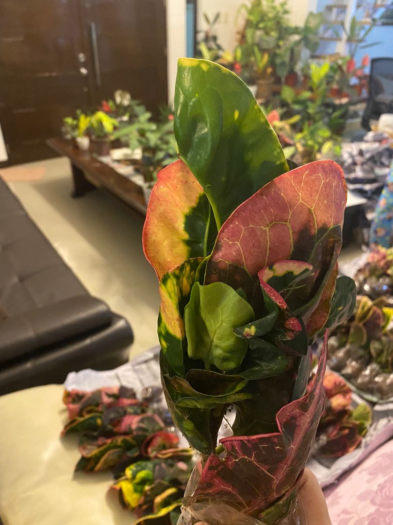 Top rare Thai crotons, Furniture & Home Living, Gardening, Plants ...