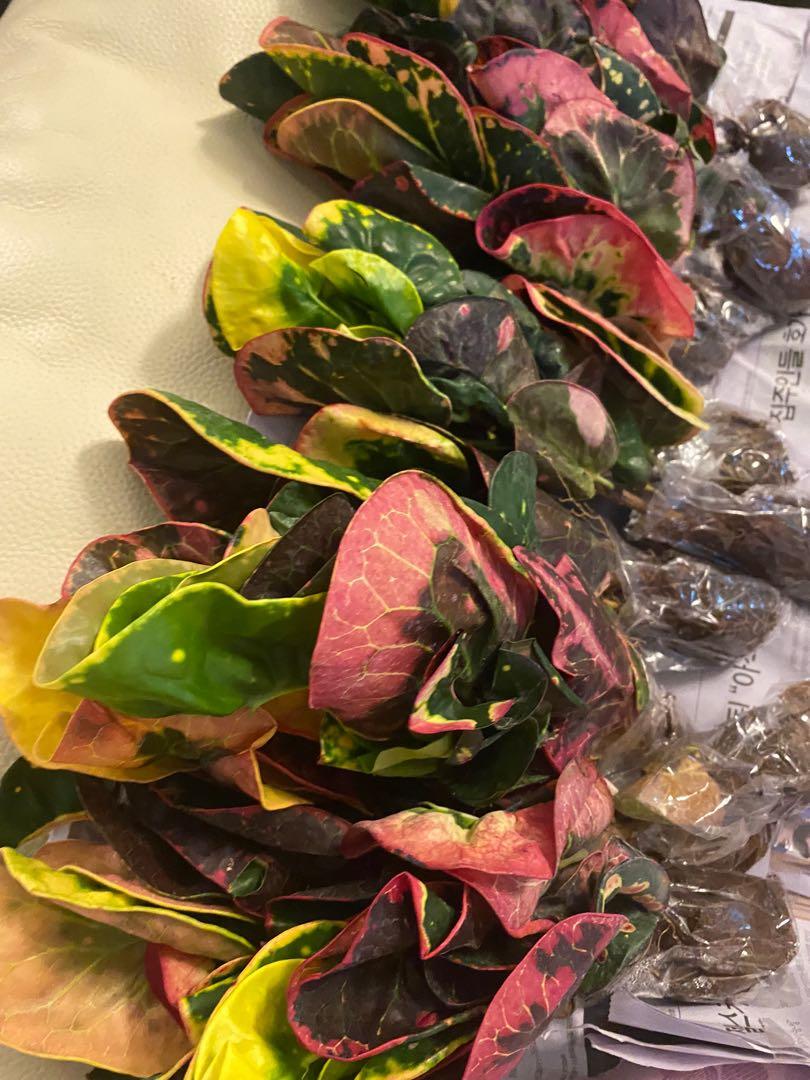 Top rare Thai crotons, Furniture & Home Living, Gardening, Plants ...