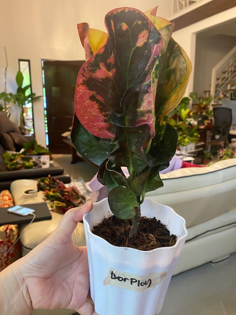 Top rare Thai crotons, Furniture & Home Living, Gardening, Plants ...