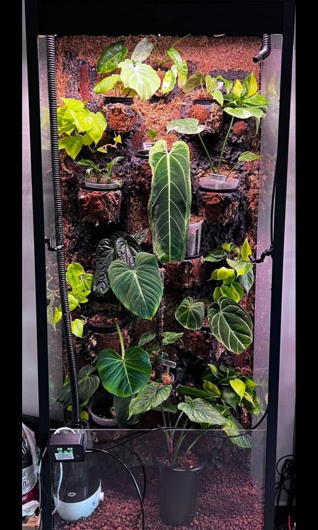 8 Hole Humidity/Humidifier Glass Cabinet for Foliages Houseplant ...