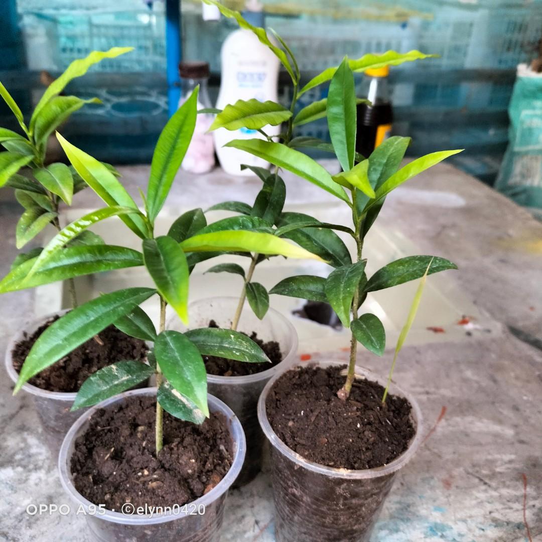 Agarwood Lapnisan Seedlings Available, Furniture & Home Living ...