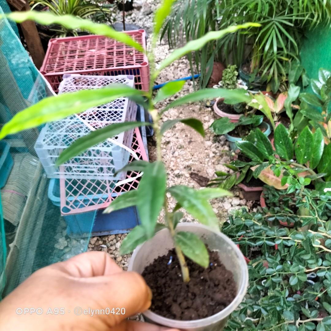 Agarwood Lapnisan Seedlings Available, Furniture & Home Living ...