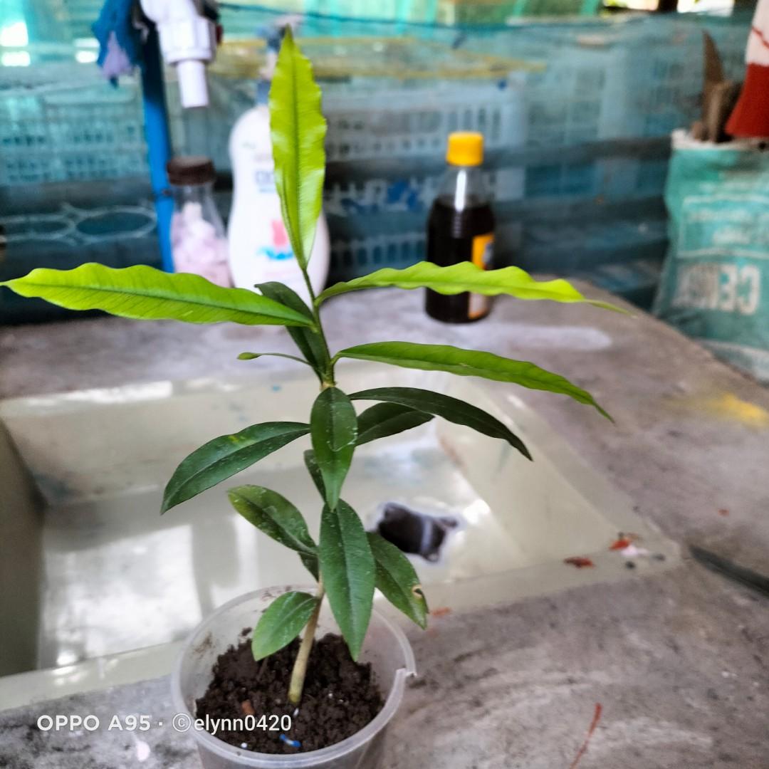 Agarwood Lapnisan Seedlings Available, Furniture & Home Living ...