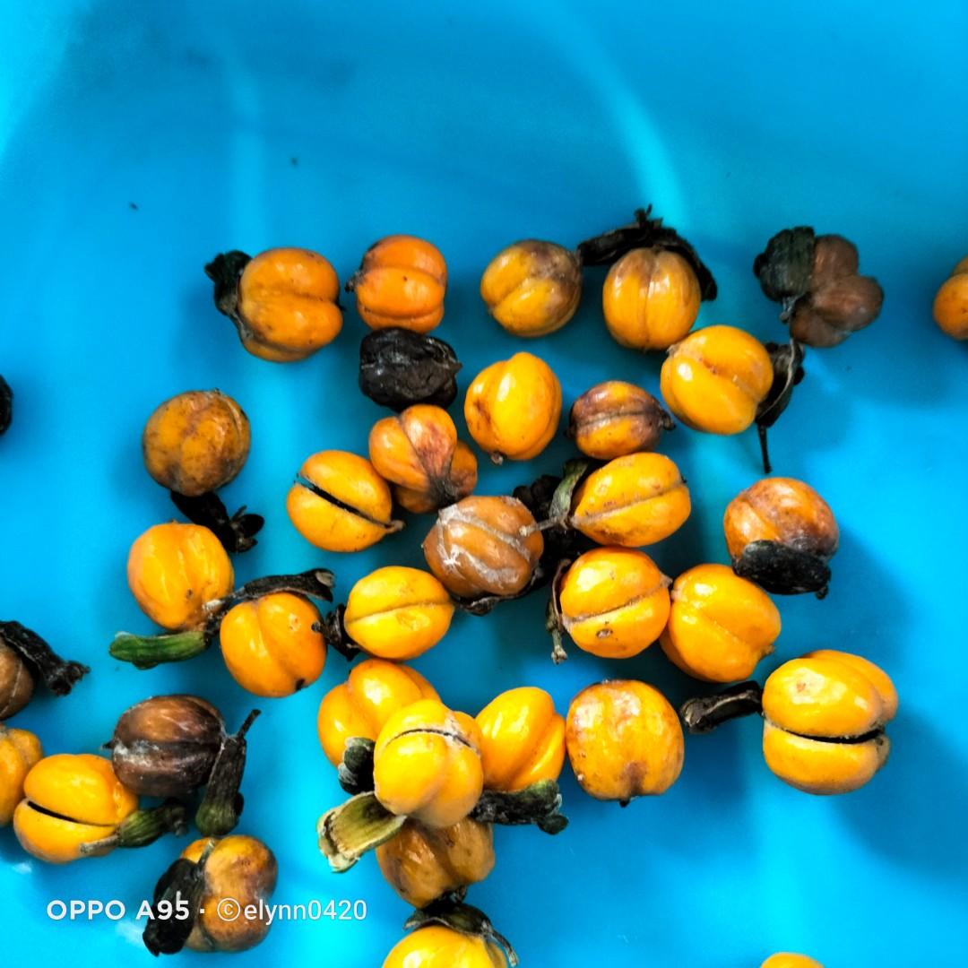 Agarwood Lapnisan Seedlings Available, Furniture & Home Living ...