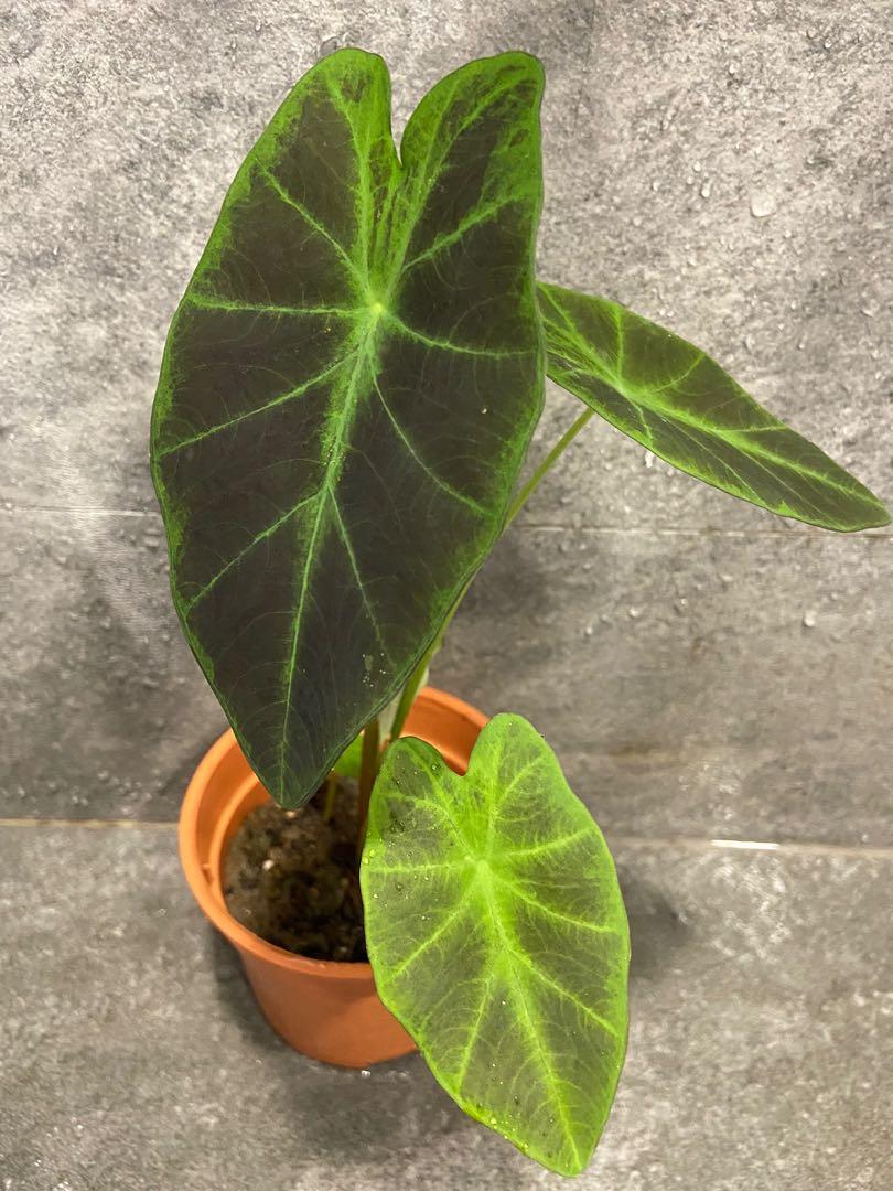 Colocasia illustris, Furniture & Home Living, Gardening, Plants & Seeds ...