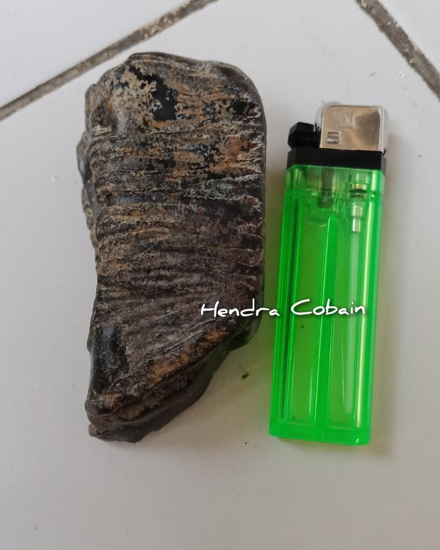 Natural Batu Gigi Petir Antik, Antik, Jam & Perhiasan di Carousell