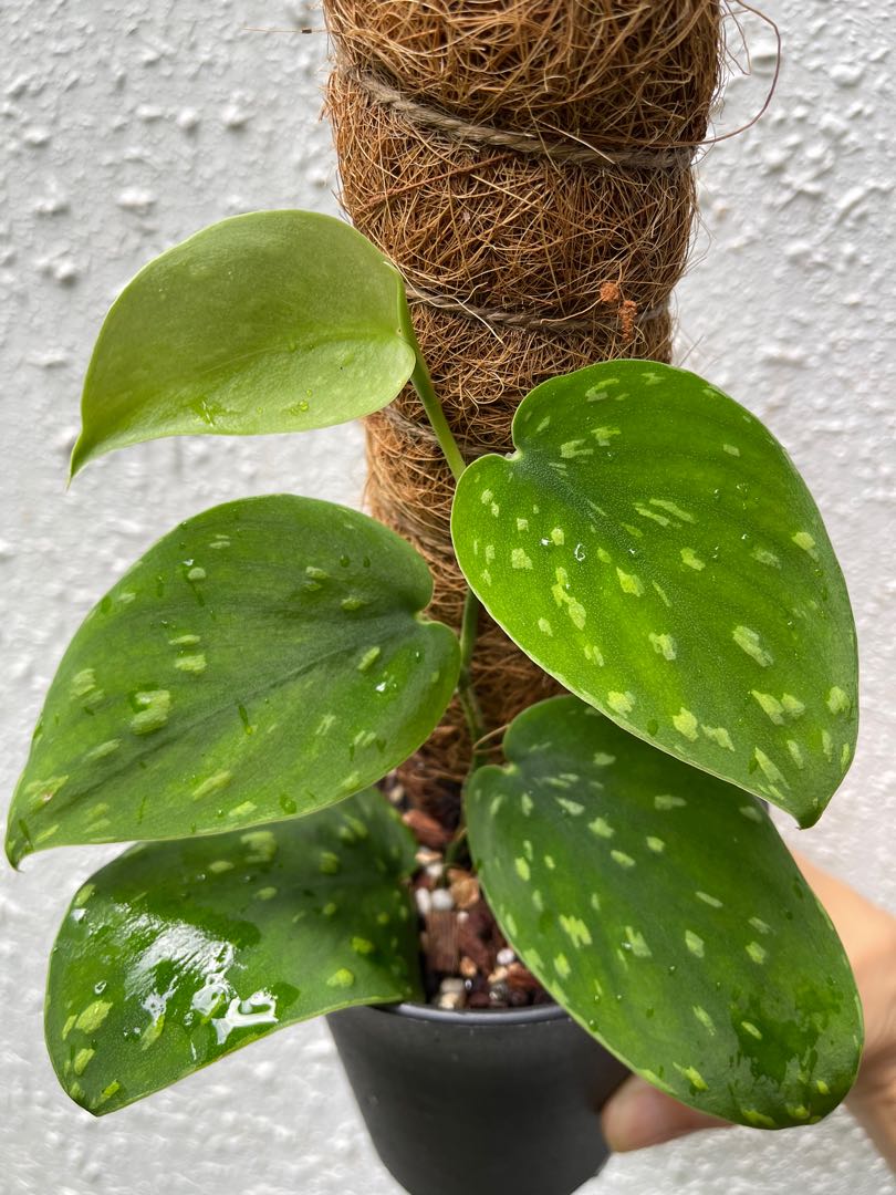 Scindapsus Pictus (Snake Scale), Furniture & Home Living, Gardening ...
