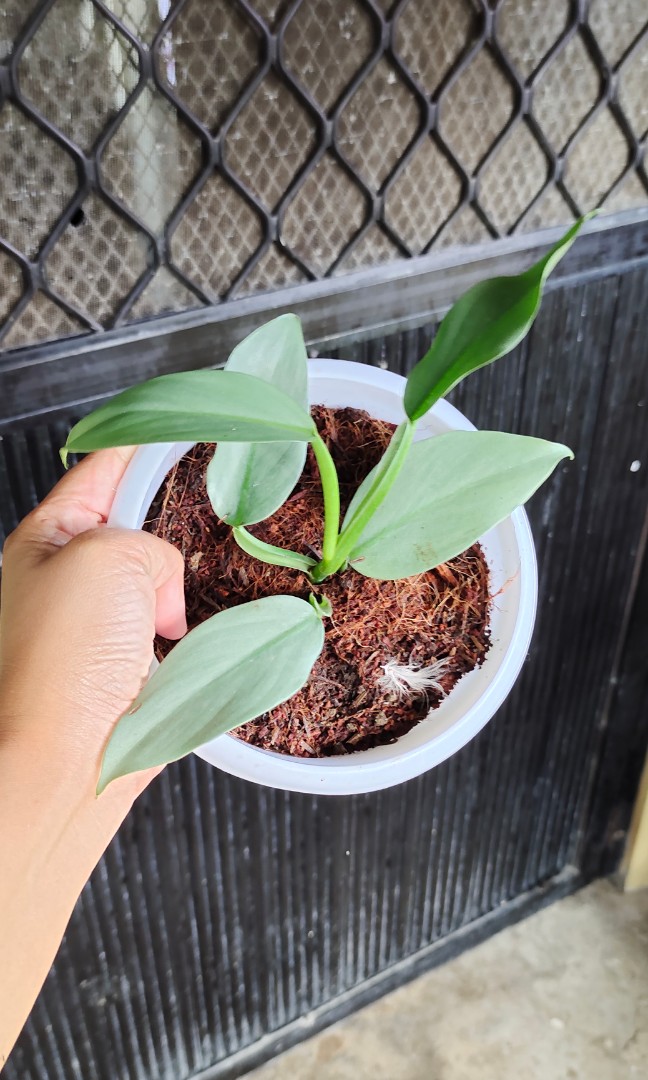 Silver Sword Philo, Furniture & Home Living, Gardening, Plants & Seeds ...