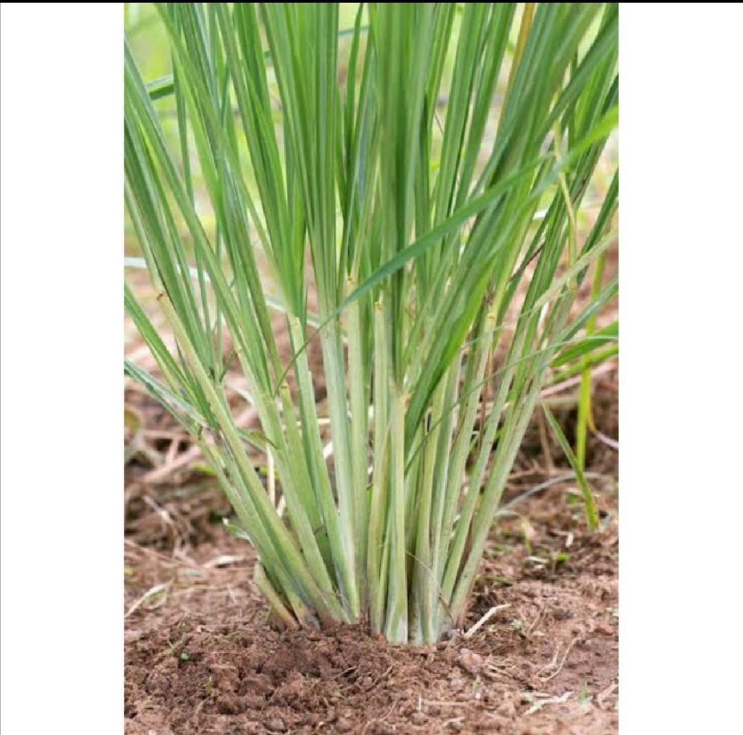 Citronella grass/Lemon Grass Live Plant, Furniture & Home Living ...