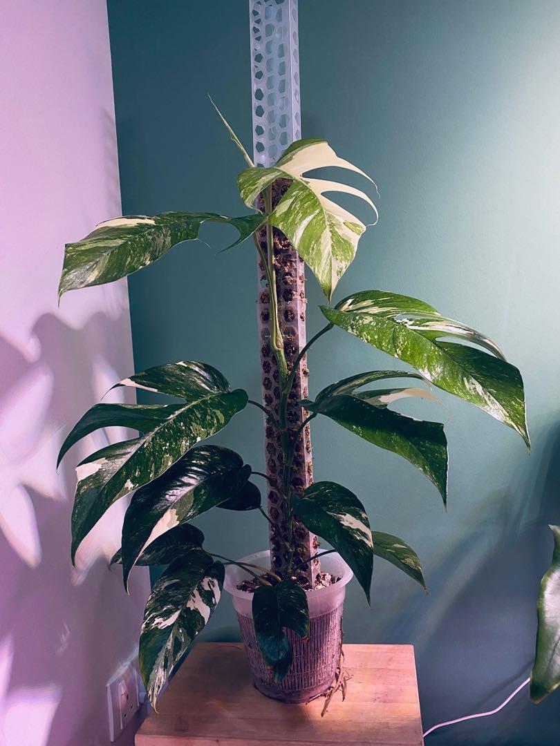 Epipremnum Pinnatum Albo Variegata, Furniture & Home Living, Gardening ...