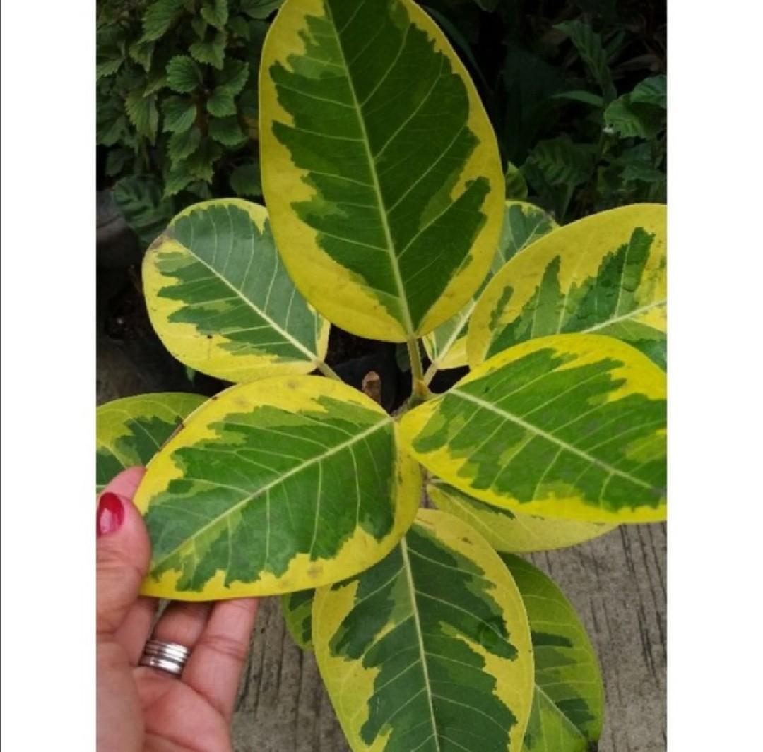 Ficus Altissima, or Lemon Lime Rubber Tree Live Plant Decorative ...
