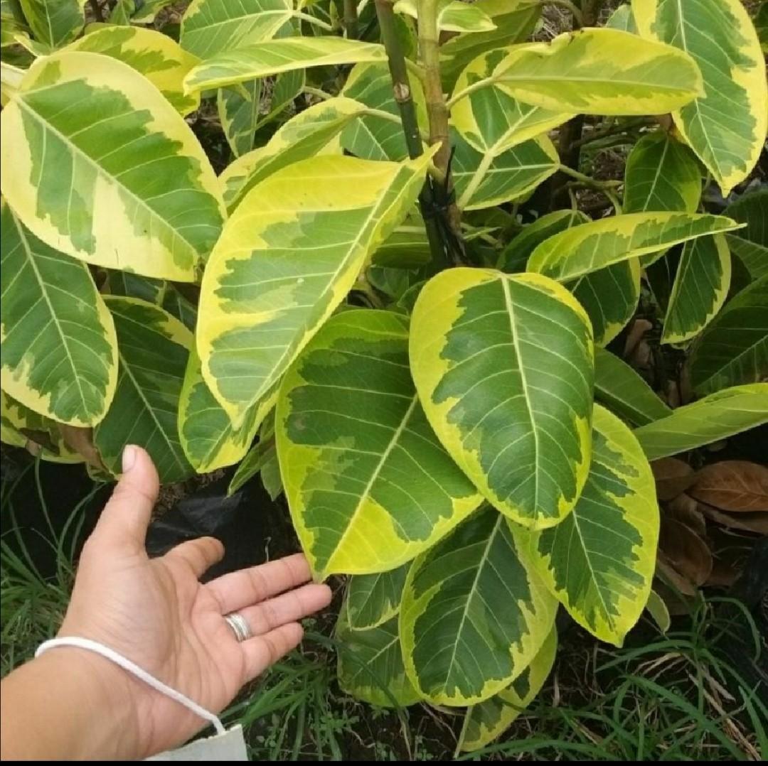 Ficus Altissima, or Lemon Lime Rubber Tree Live Plant Decorative ...
