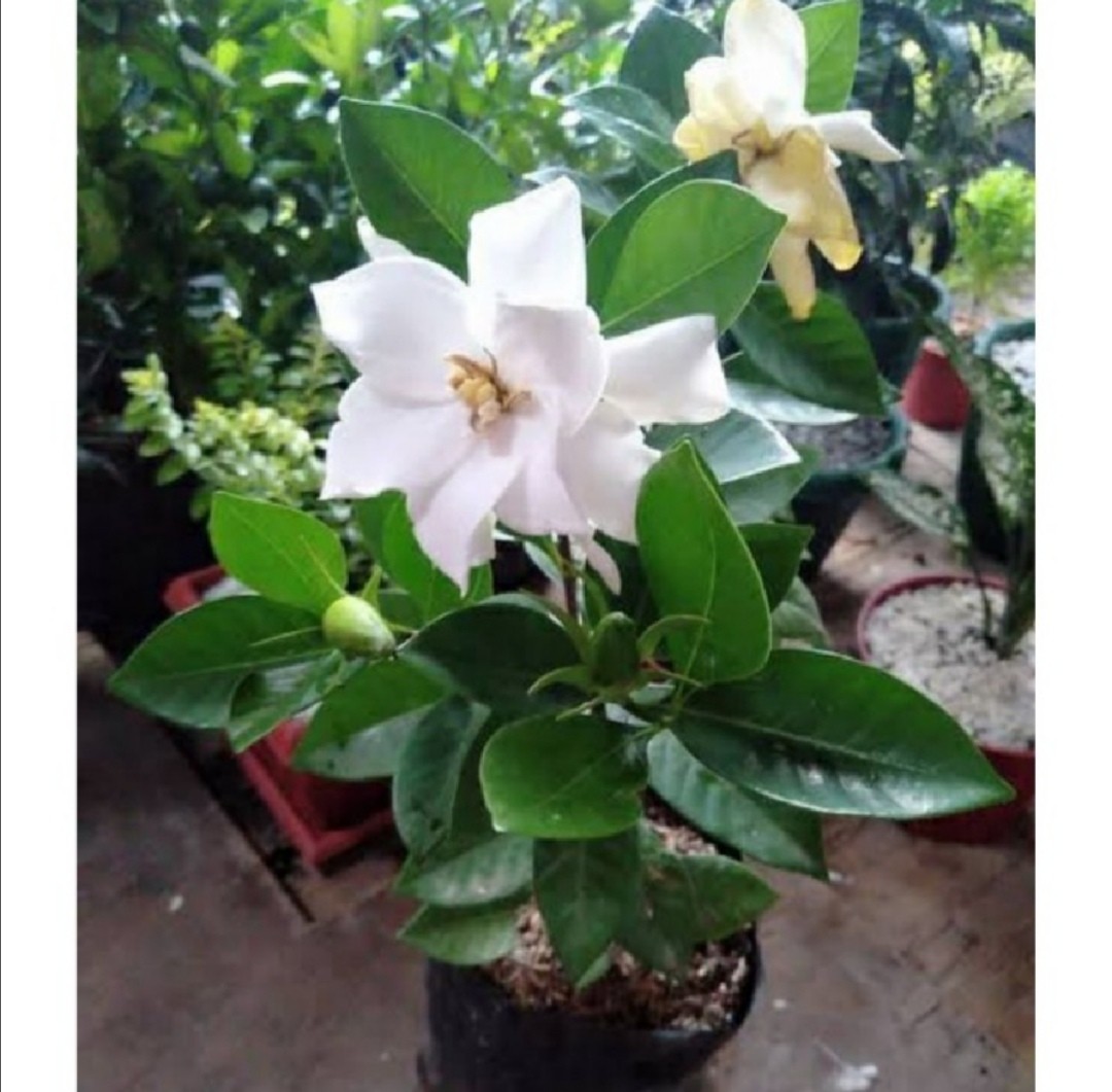 Gardenia/ Rosal Gardenia Jasminoides, Augusta Gardenia Grandiflora ...