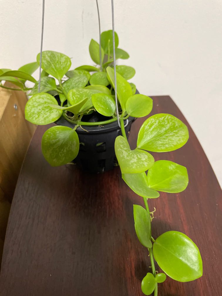 Hoya biakensis splash and macrophylla albo, Furniture & Home Living ...