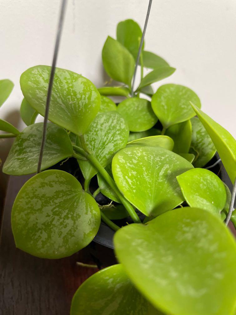 Hoya biakensis splash and macrophylla albo, Furniture & Home Living ...