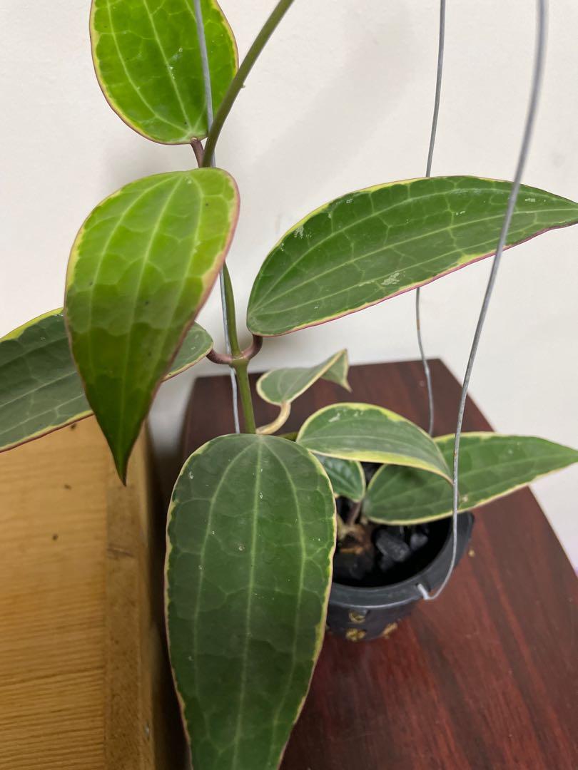 Hoya biakensis splash and macrophylla albo, Furniture & Home Living ...
