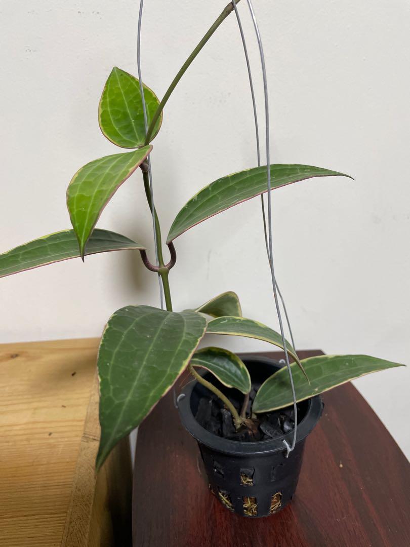 Hoya biakensis splash and macrophylla albo, Furniture & Home Living ...