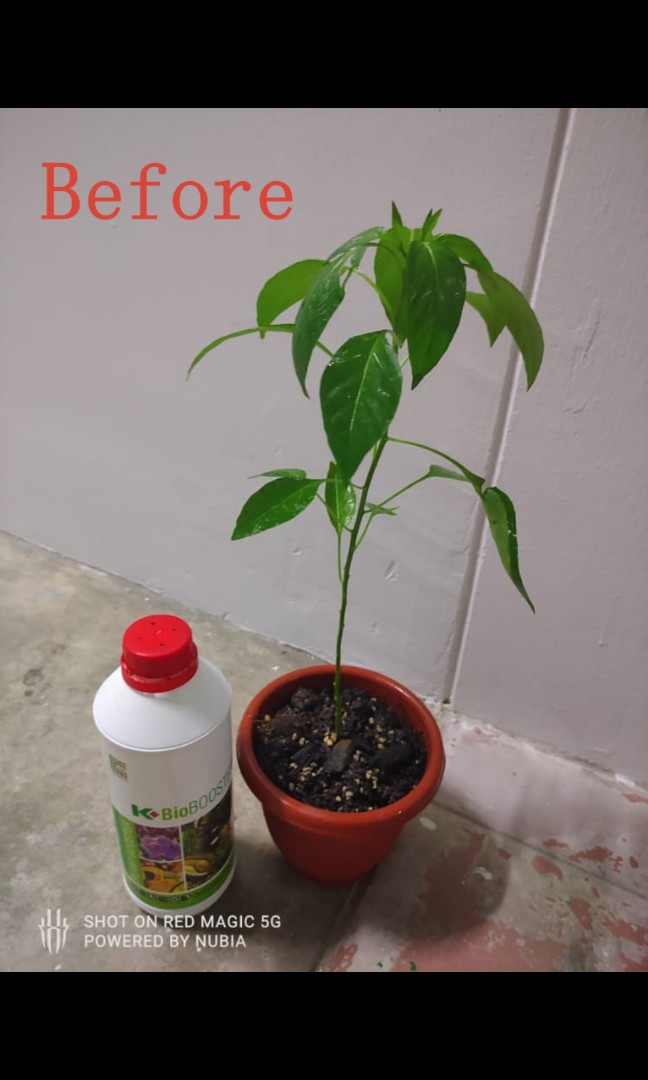 K Bio Booster Plus ( 1 Litre ), Furniture & Home Living, Gardening ...