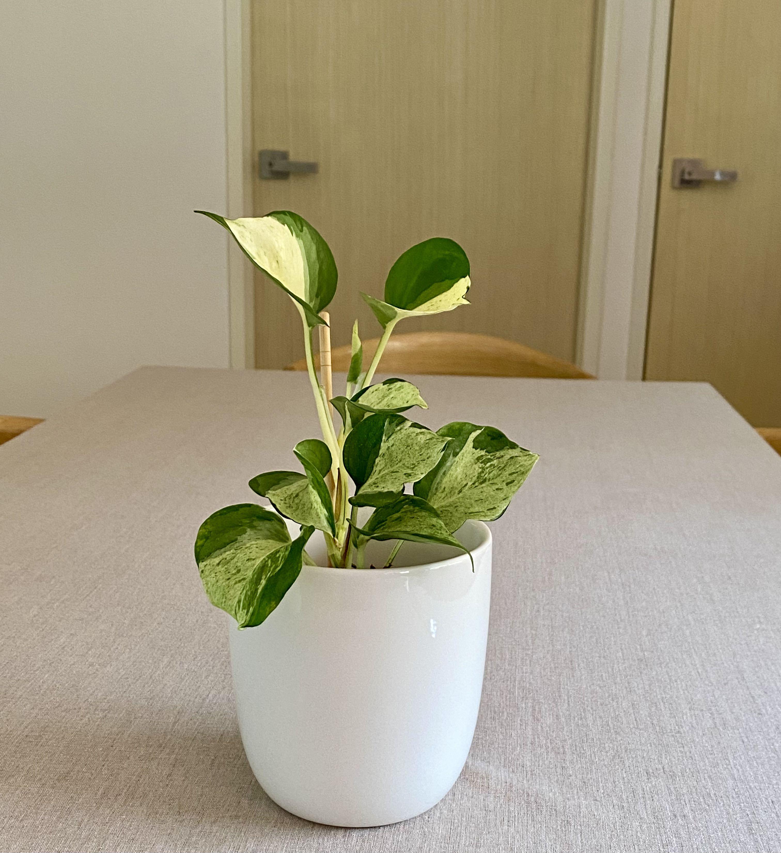 Manjula Pothos, Furniture & Home Living, Gardening, Plants & Seeds on ...