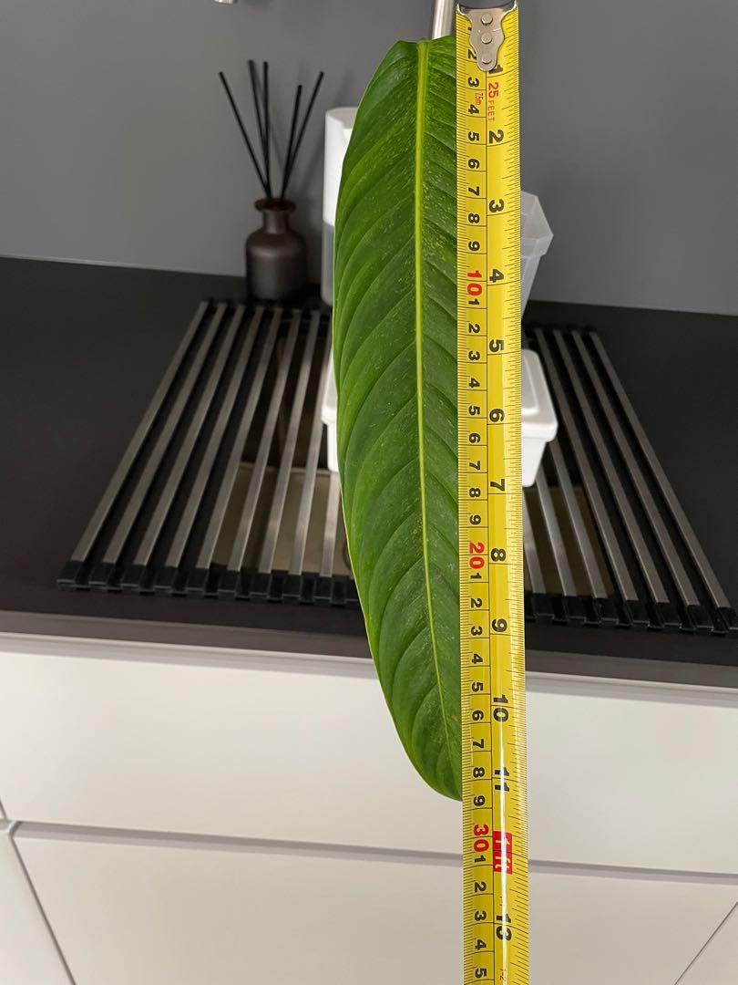 Philodendron Heterocraspedon, Furniture & Home Living, Gardening ...